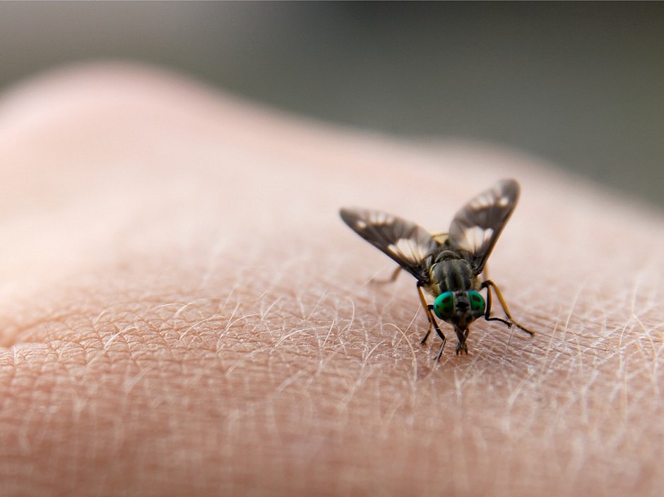 Dasselfliege: Larven unter der Haut entfernen? | Wunderweib