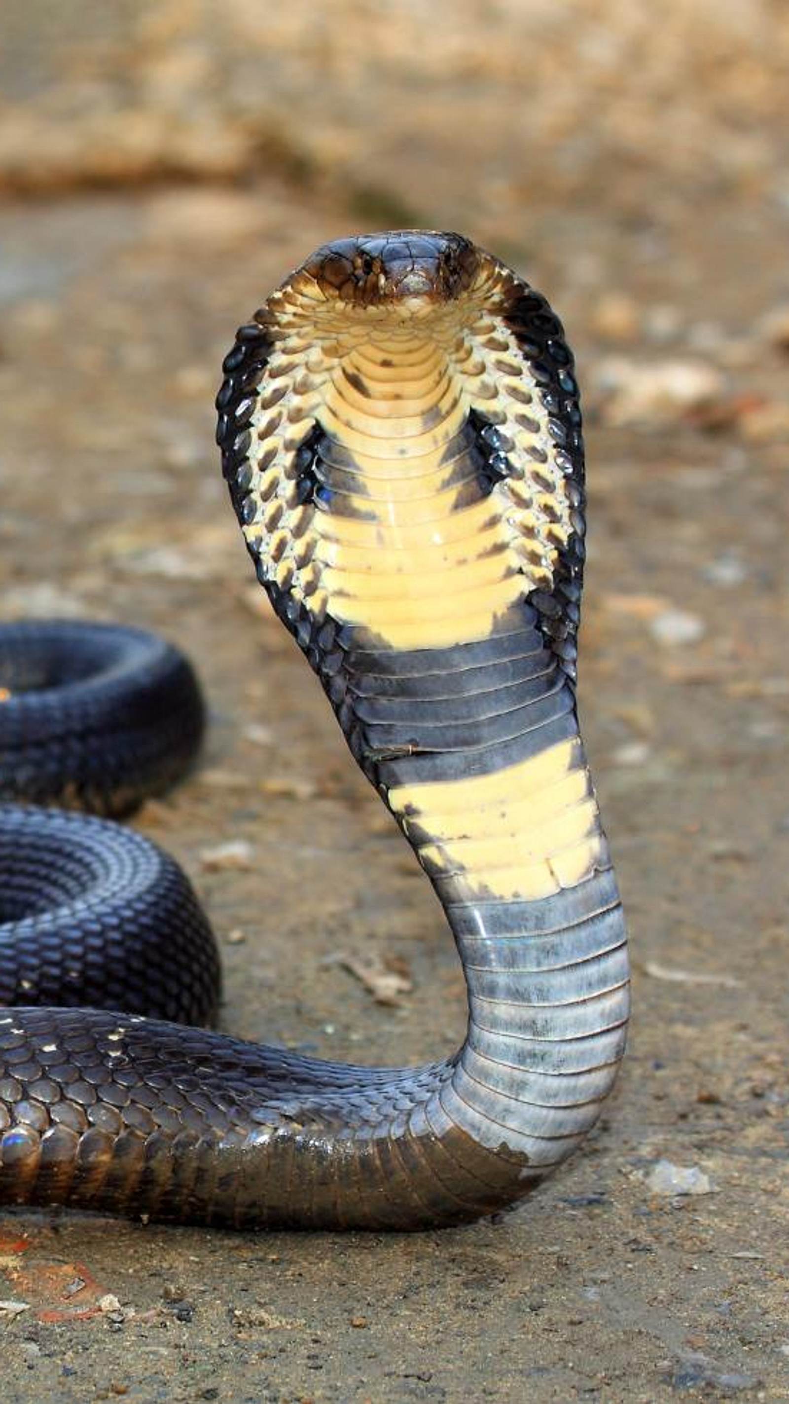 Kobra Schlange Zeichnungen Brillenschlange – Wikipedia