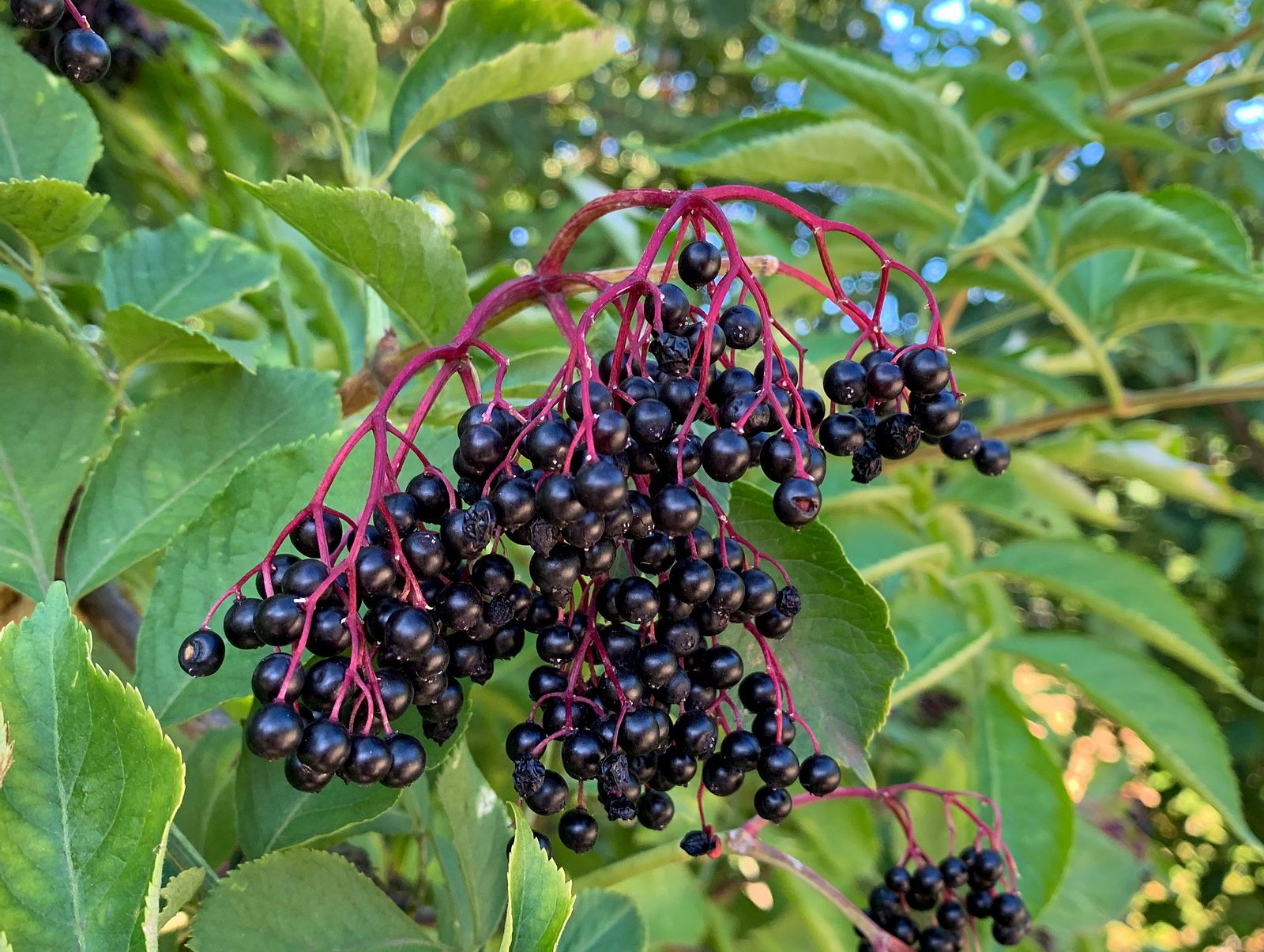 Darum sind Holunderbeeren giftig, wenn du diese eine Kleinigkeit ...