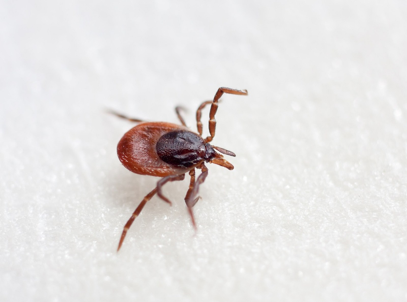 Hyalomma-Zecke: So gefährlich ist die Tropen-Milbe | Wunderweib