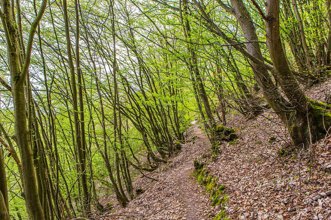Maggi-Geruch im Wald? Die unterschätzte Gefahr | Wunderweib