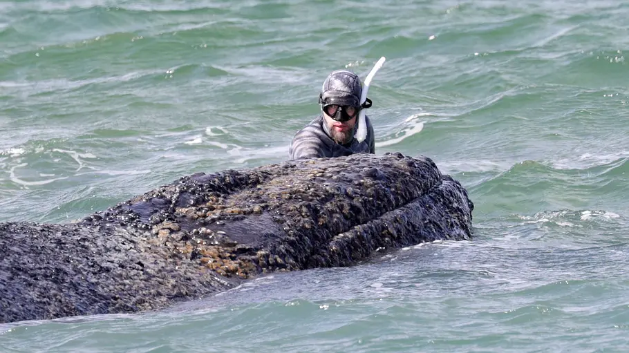 Timmy schwimmt!: Hier siehst du die Walrettung im Livestream | Wunderweib